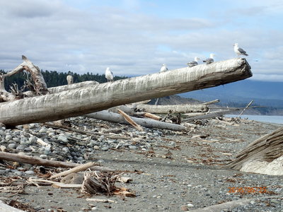 Dungeness Spit Hiking Trail, Sequim, Washington