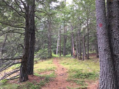 Hiking Trails near Epsom Town Forest