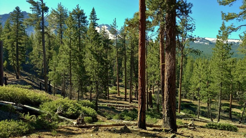 Nobles Emigrant Trail (West) Hiking Trail, Shingletown, California