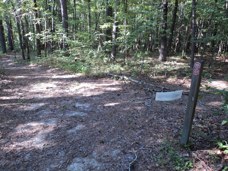 Remember that split in the trail where you could go left or right? If ...