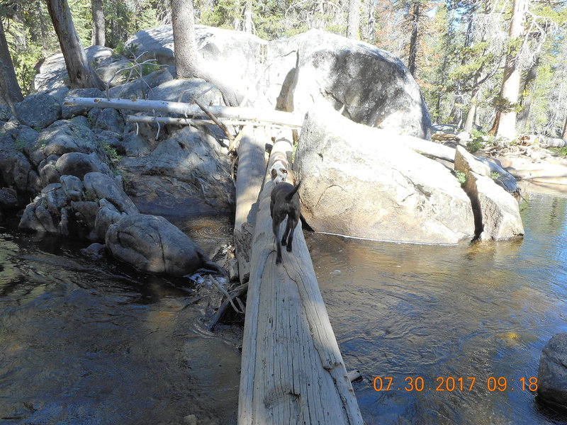 Dogs allowed. Several tree bridges to go to the other side.