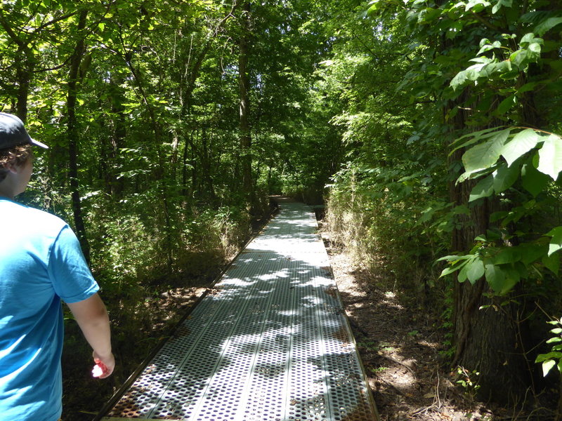 Traversing the metal boardwalk above the wetland of Big Oak Tree State ...
