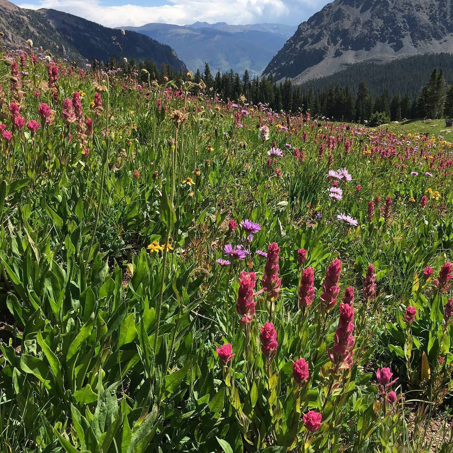 August wildflowers at Red Buffalo Pass. Photo from Maria McEvoy with ...