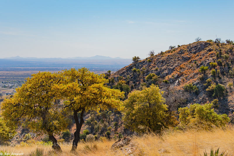 Spring Time in the Desert: Oak trees turning during the spring dry ...
