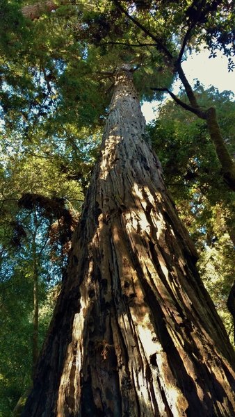 Advocate Tree II perhaps, an immense old growth redwood standing close ...