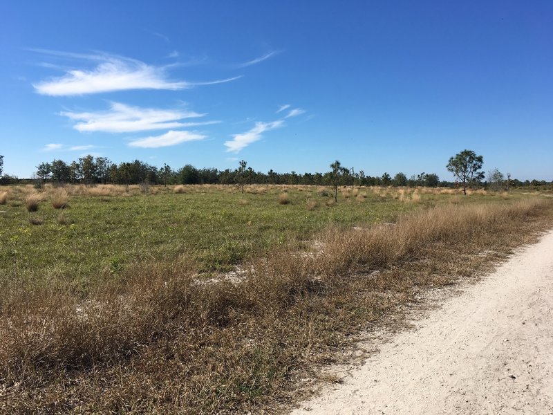 Dry uplands area contrasts the mostly swampland of the other nearby trails