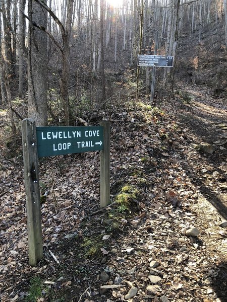 There several trails converging at this junction. Lewellyn Cove ...