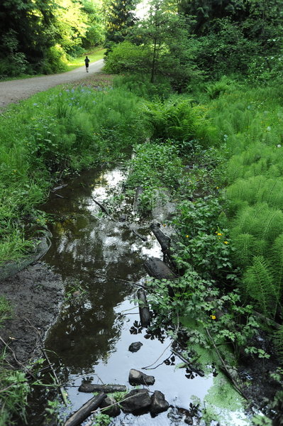 Jogger on a path, stream, trees, stones, reflections, Cowan Park ...