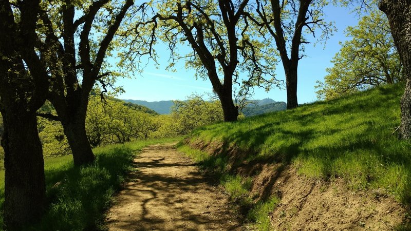 Mt. Umunhum of the Santa Cruz Mountains is in the distance as Lisa ...