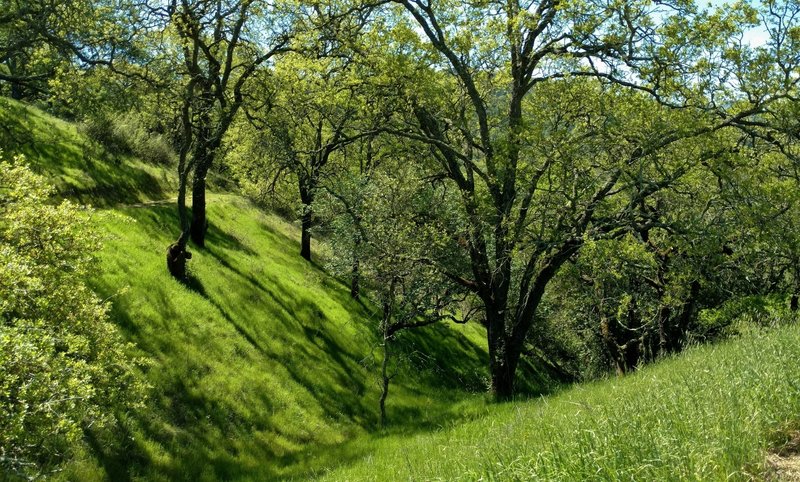 Beautiful spring greenery is everywhere in a shaded section of Lisa ...