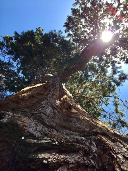 Big Stump Loop Hiking Trail, Squaw Valley, California