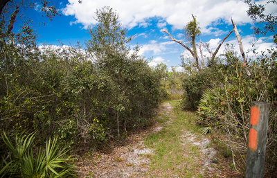 Hiking Trails near Lake Wales Ridge State Forest