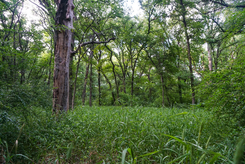 Some areas of this picturesque trail substitute heavy underbrush for a ...