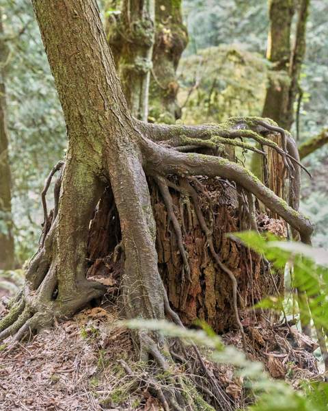Oddly, the park has many examples of new tree growth taking root on the ...