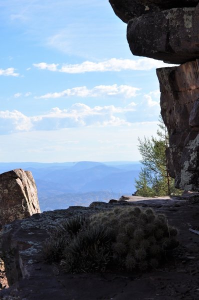 A cactus garden along the trail. Barnhardt Trail has many such gems. In ...
