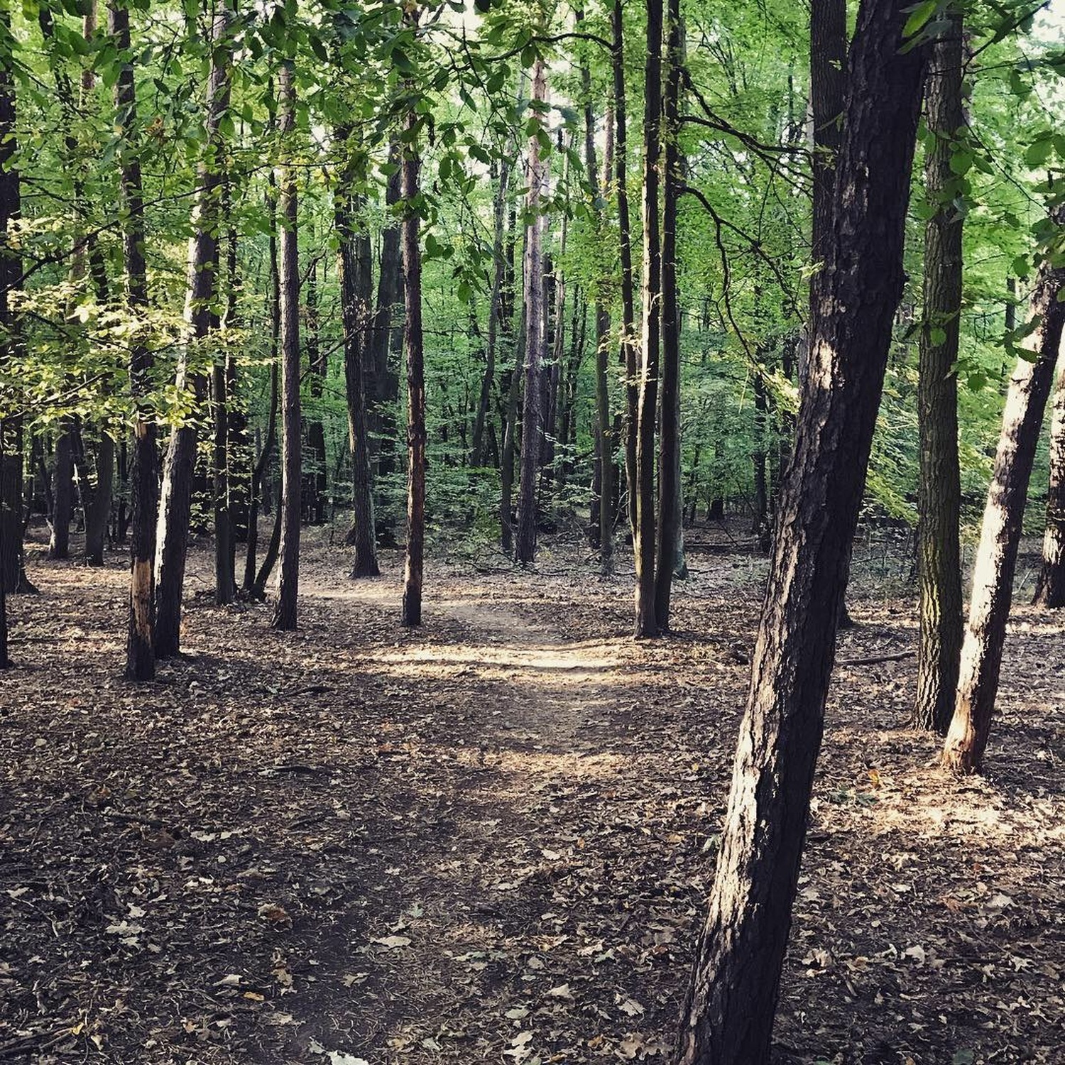 singletrack that winds around the perimeter of Kabaty Forest, Warsaw ...