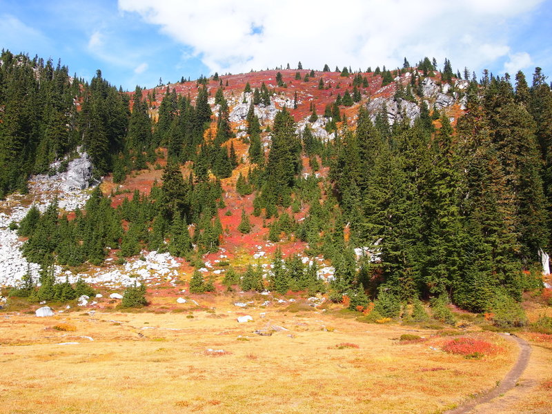 A meadow near Lake Valhalla, covered with huckleberry bushes in full ...
