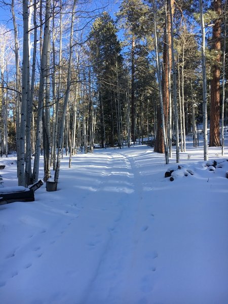 Summit Trail Hiking Trail, Eagar, Arizona