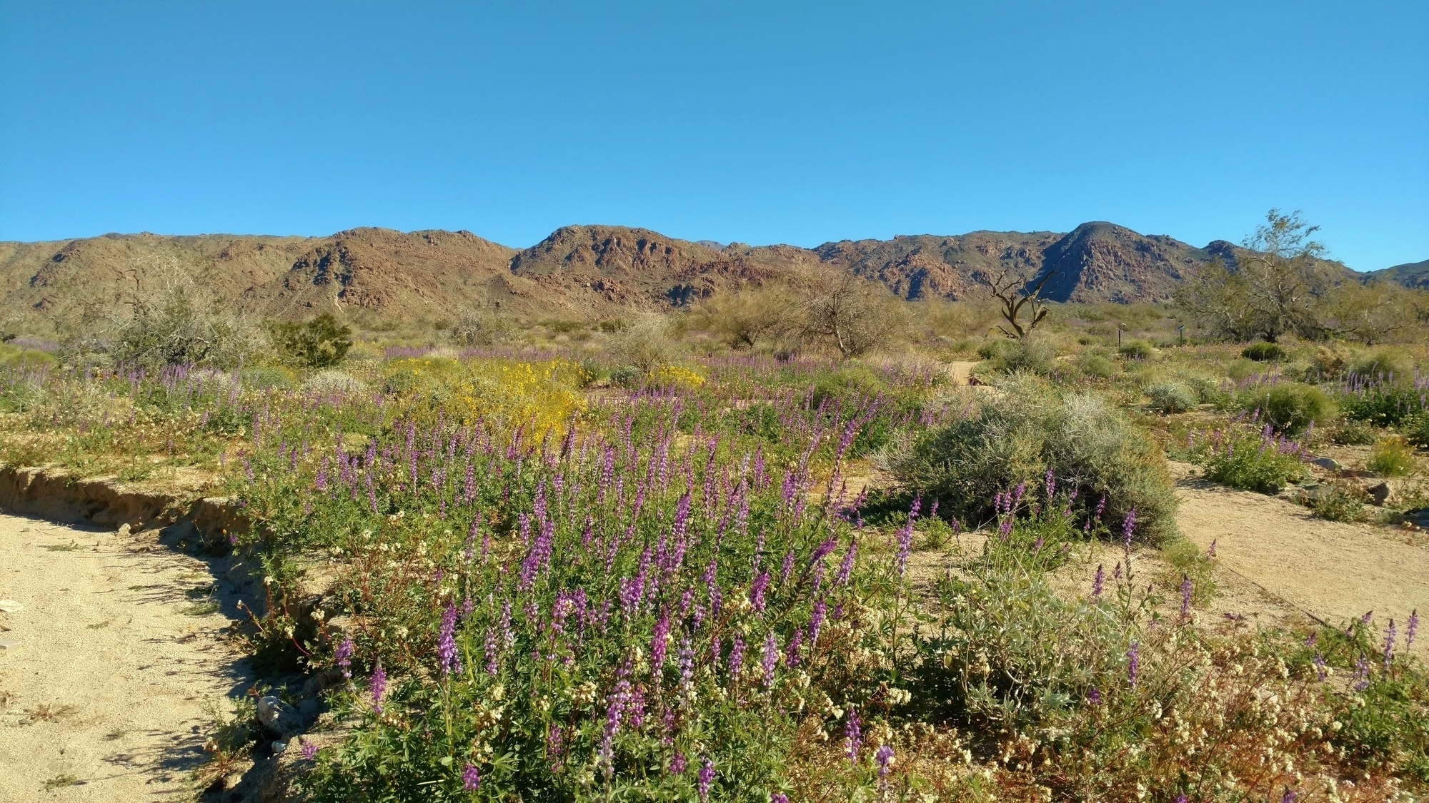 Desert - mountains and wildflowers. Start of Bajada Nature Trail. Cold ...