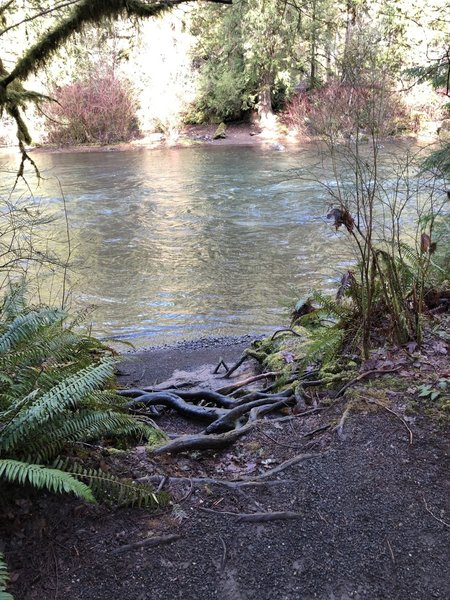 Eagle Fern Park Loop Hiking Trail, Estacada, Oregon