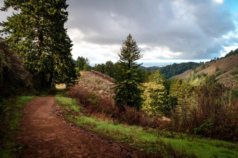 Bay Area Ridge Trail: Purisima Creek Redwoods Open Space Preserve ...