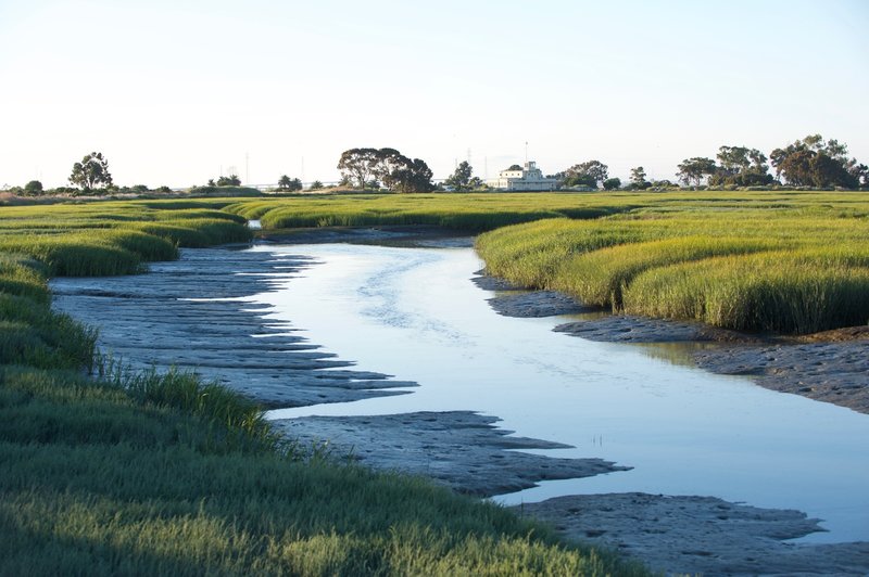 A view of the tidal marsh from the viewing platform. You can see the ...