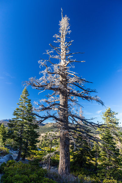 A beautiful dead tree next to Sherwin Lakes Trail.
