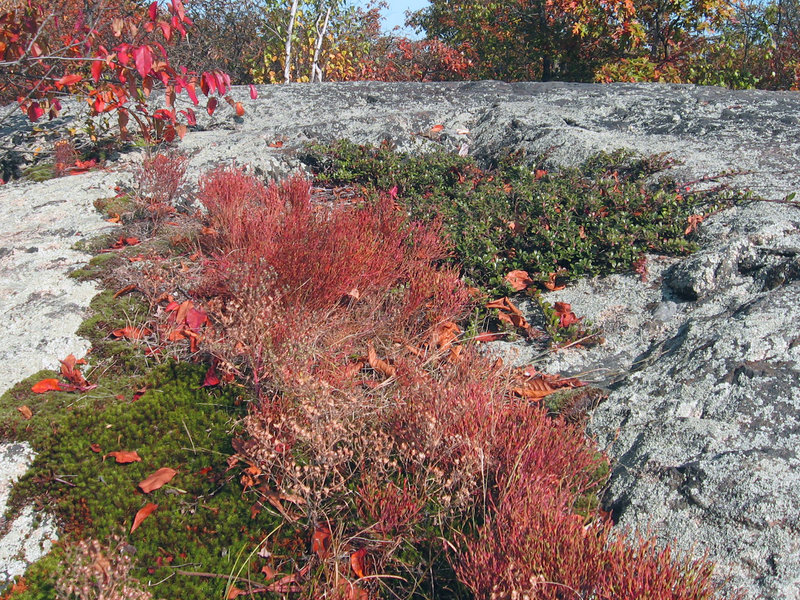 Granite outcrop at the top of Whipple Hill. Photo provided by the Town ...