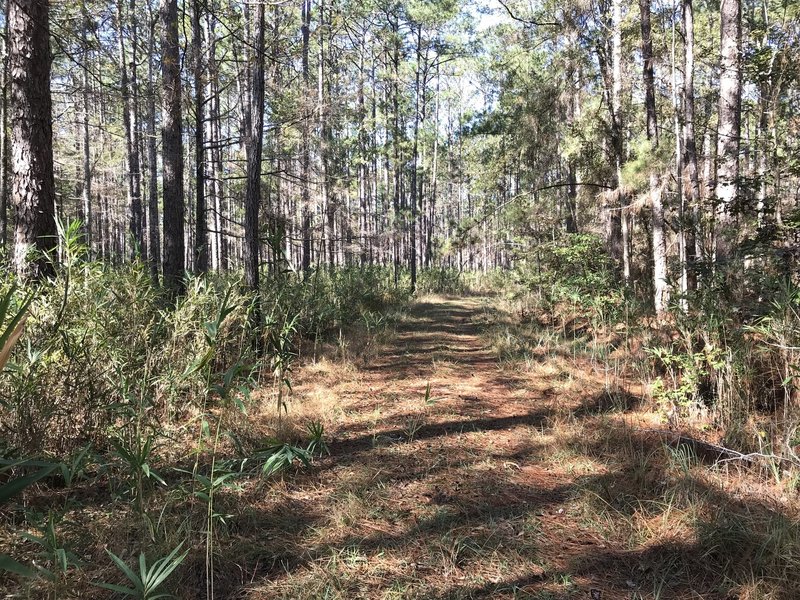 Old Loop Trail, is fairly easy to walk but not everyone will find it as ...