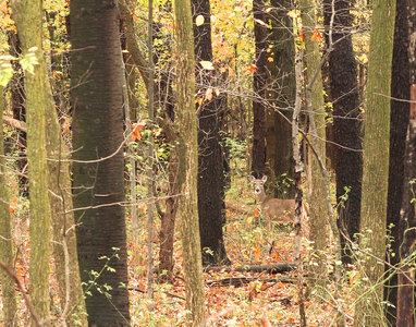 Hiking Trails near Cascade Peace Park