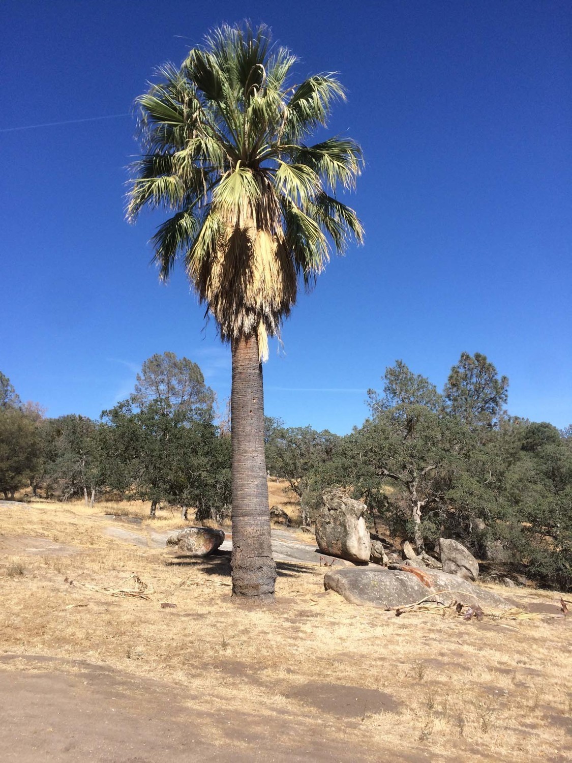 Palm tree reputed to be 100 years old and planted as a waymark for the ...