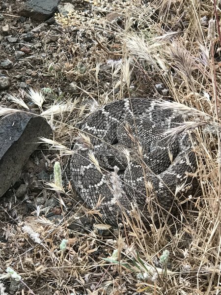 Found the biggest rattlesnake I have ever seen in the middle of this ...