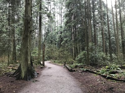 Hiking Trails near Pacific Spirit Regional Park