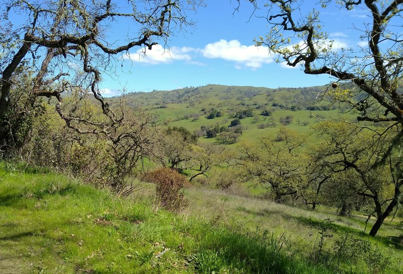The spring green hills of the Diablo Range are seen across the San ...