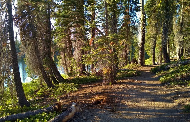 Summit Lake Amphitheater Trail runs through the beautiful pine forest ...