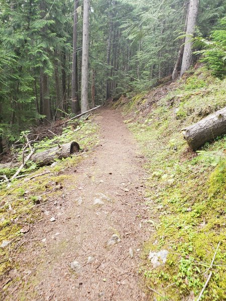 view of what most of the trail is like. Rolling path through the trees