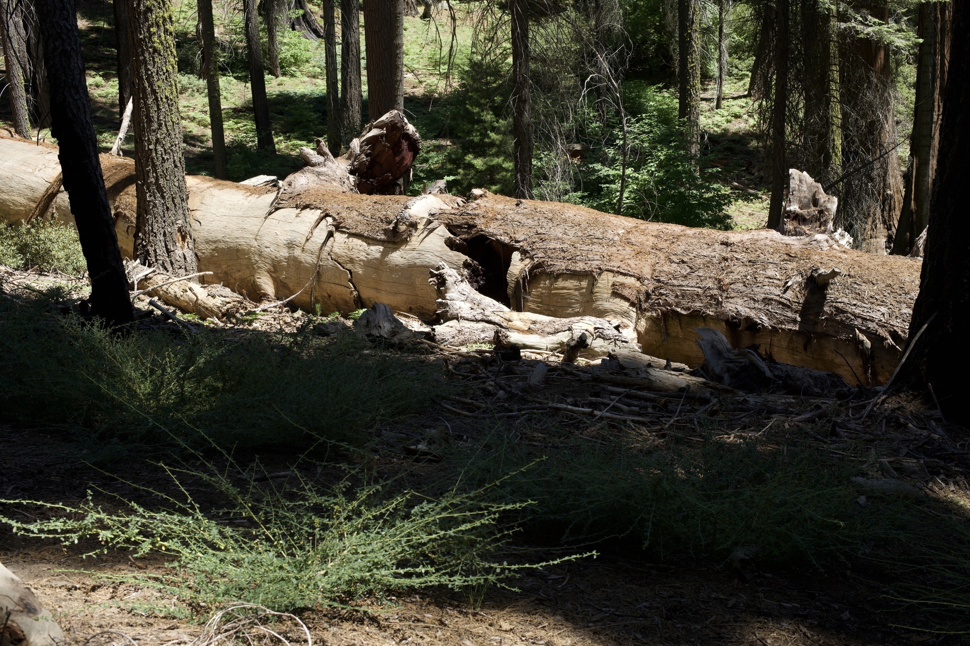 A fallen giant sequoia tree sits just off the trail, giving you an ...
