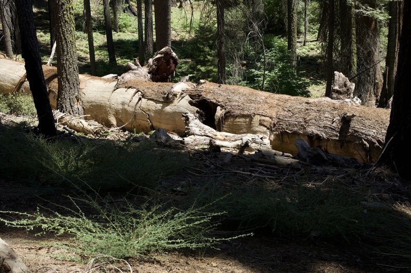 A fallen giant sequoia tree sits just off the trail, giving you an ...
