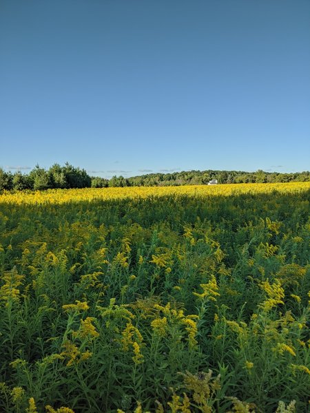 Ice Age Trail: Loew Lake Segment Running Trail, Merton, Wisconsin