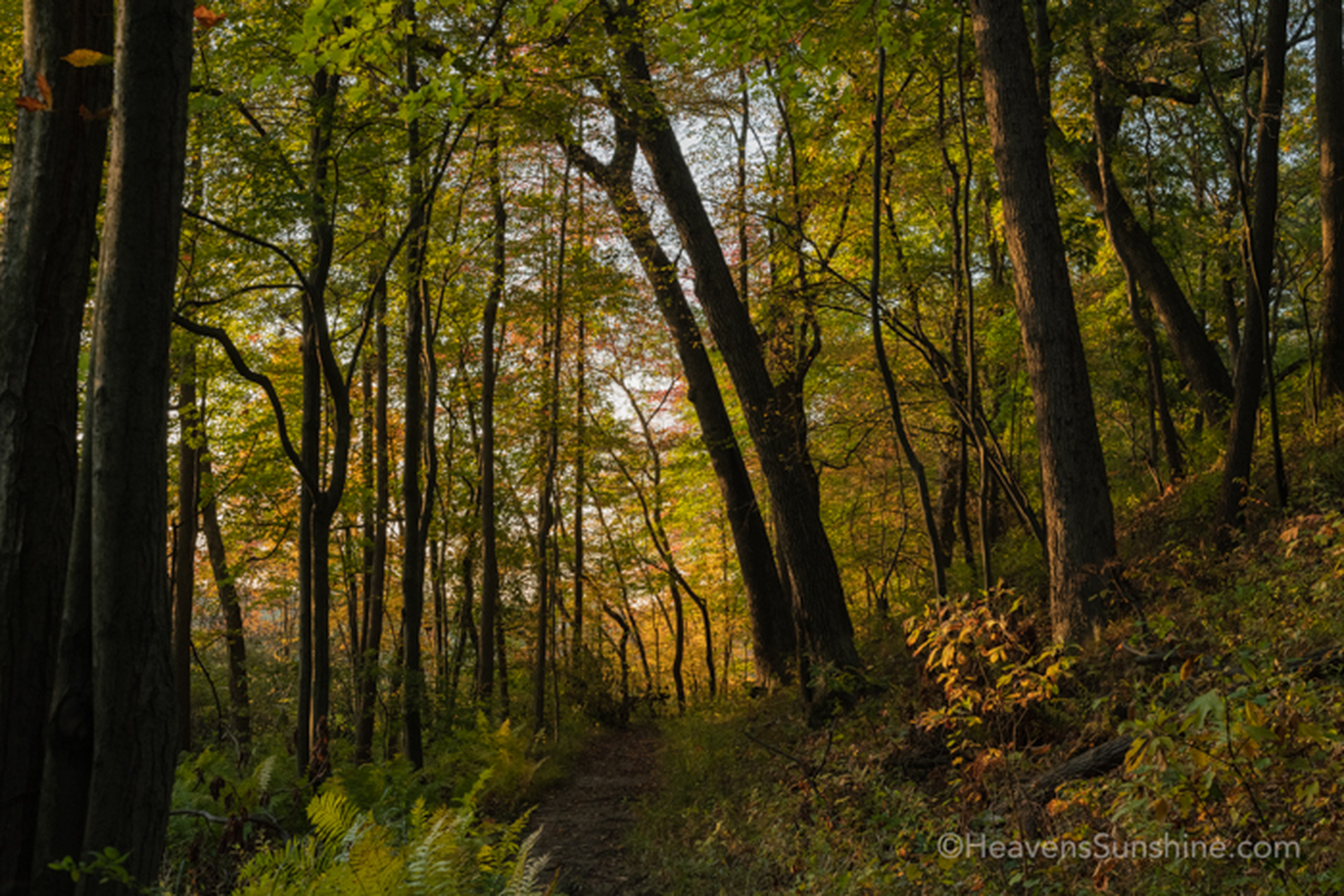 Cowles Bog - Indiana Dunes National Park.