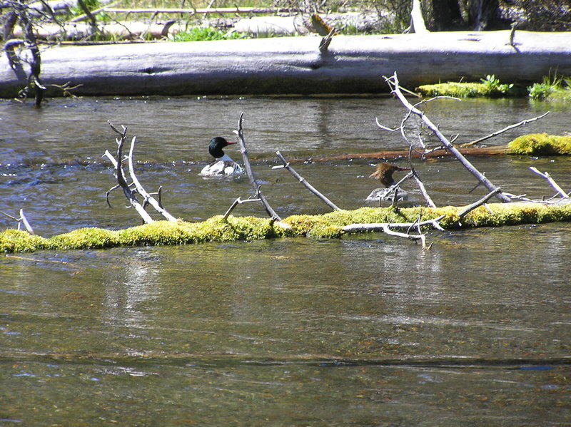 Fall River Trail Hiking Trail, Three Rivers, Oregon