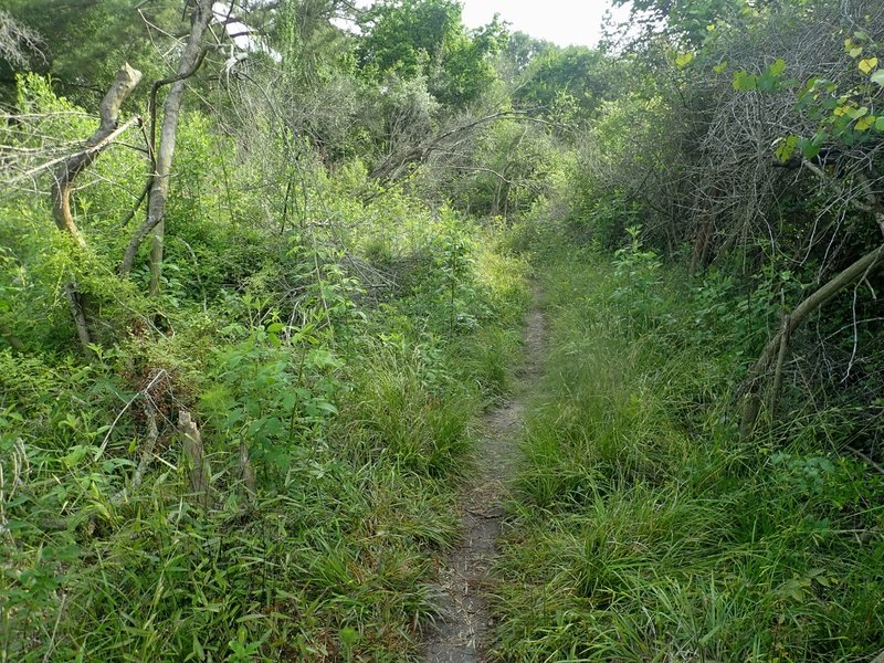 Wise Fox Trace Hiking Trail, Addicks, Texas