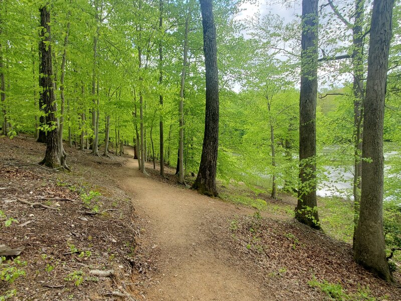 Forest Exploration Trail Hiking Trail, Chesterfield, Virginia