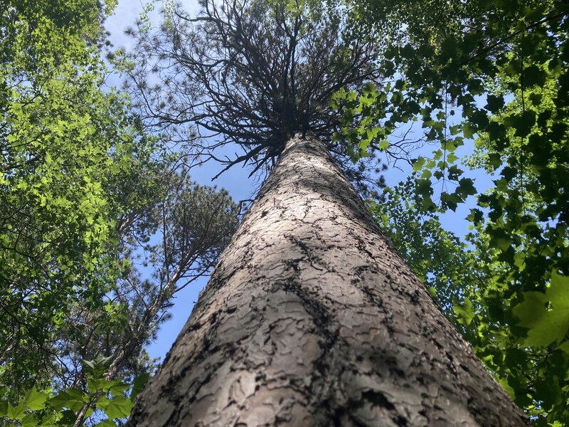Red Pine Natural Area Pathway Hiking Trail, Saint Helen, Michigan