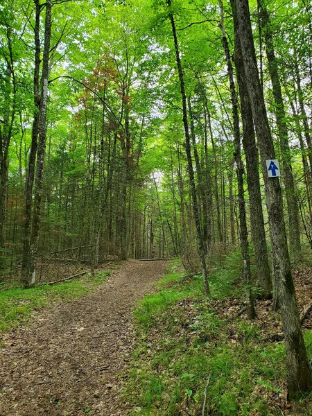 Blue Trail Hiking Trail, Bancroft, Ontario