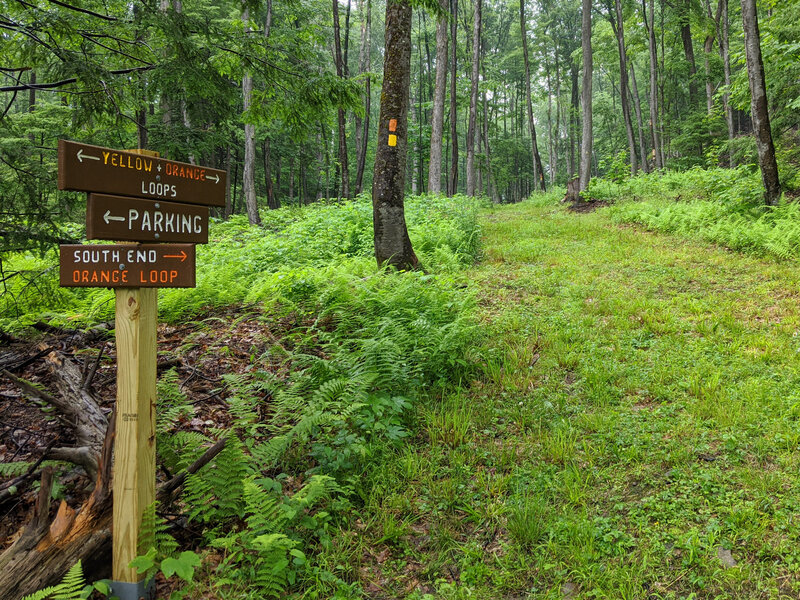 Yellow Loop Trail Hiking Trail, Shelburne, Massachusetts