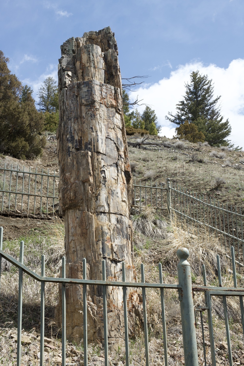 The petrified tree is protected by a gate, but allows you to see what a ...