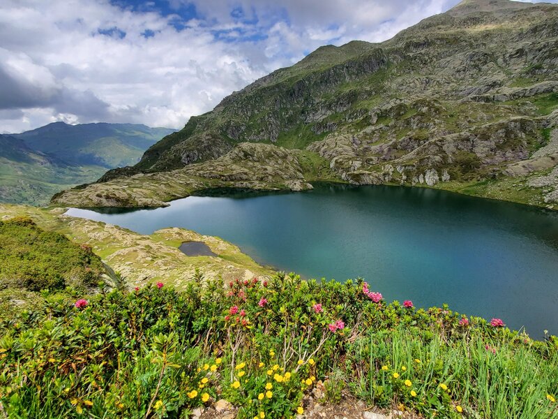 Wildflowers ringing Lac du Brevent