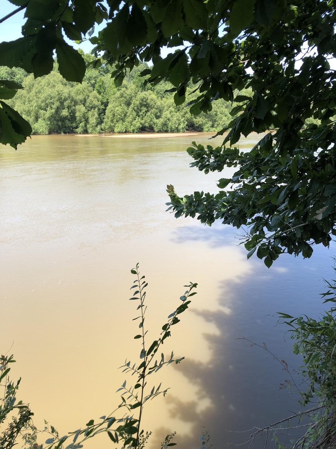 View of Congaree River at SE corner of River Trail
