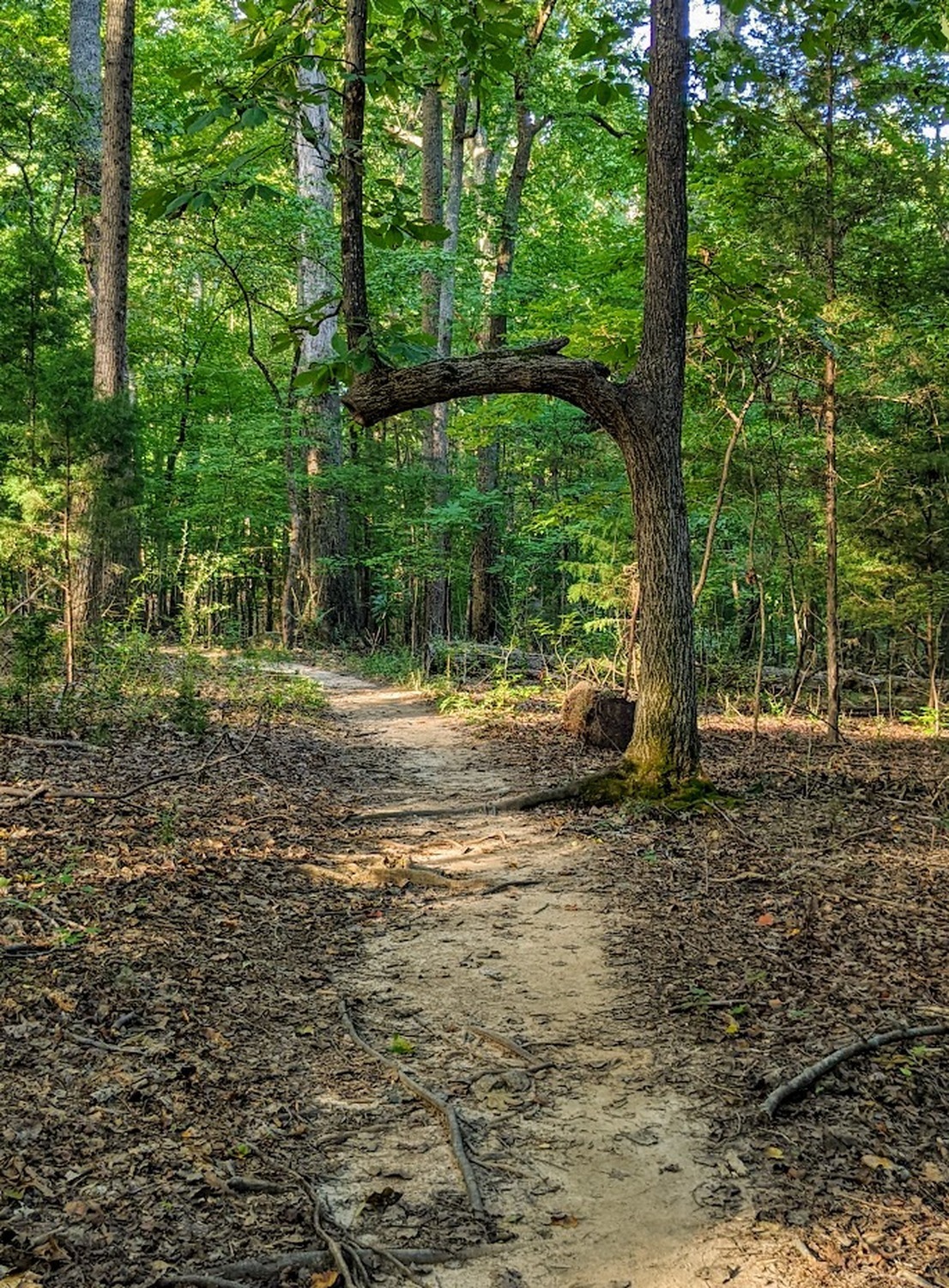 A few minutes along the Blue Star trail I spotted this tree limb ...